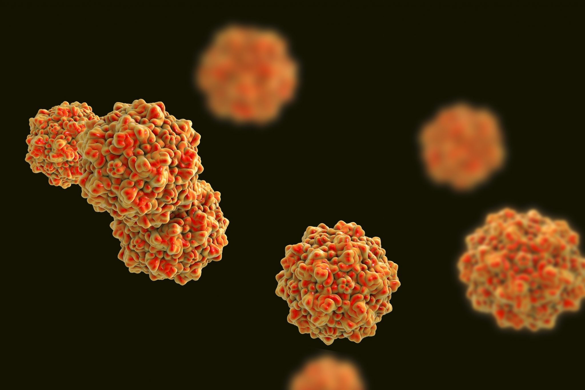 Parvovirus B19 - Biología Molecular – Controllab
